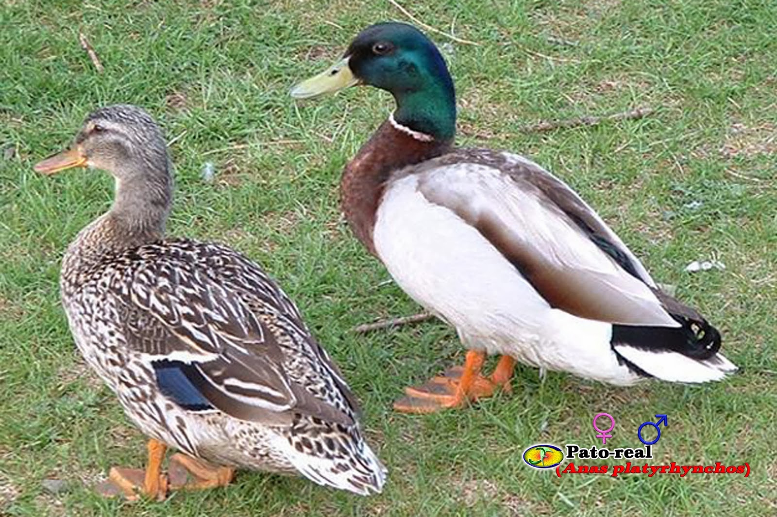 ORNITOLOGIA: Pato-real (Anas platyrhynchos)